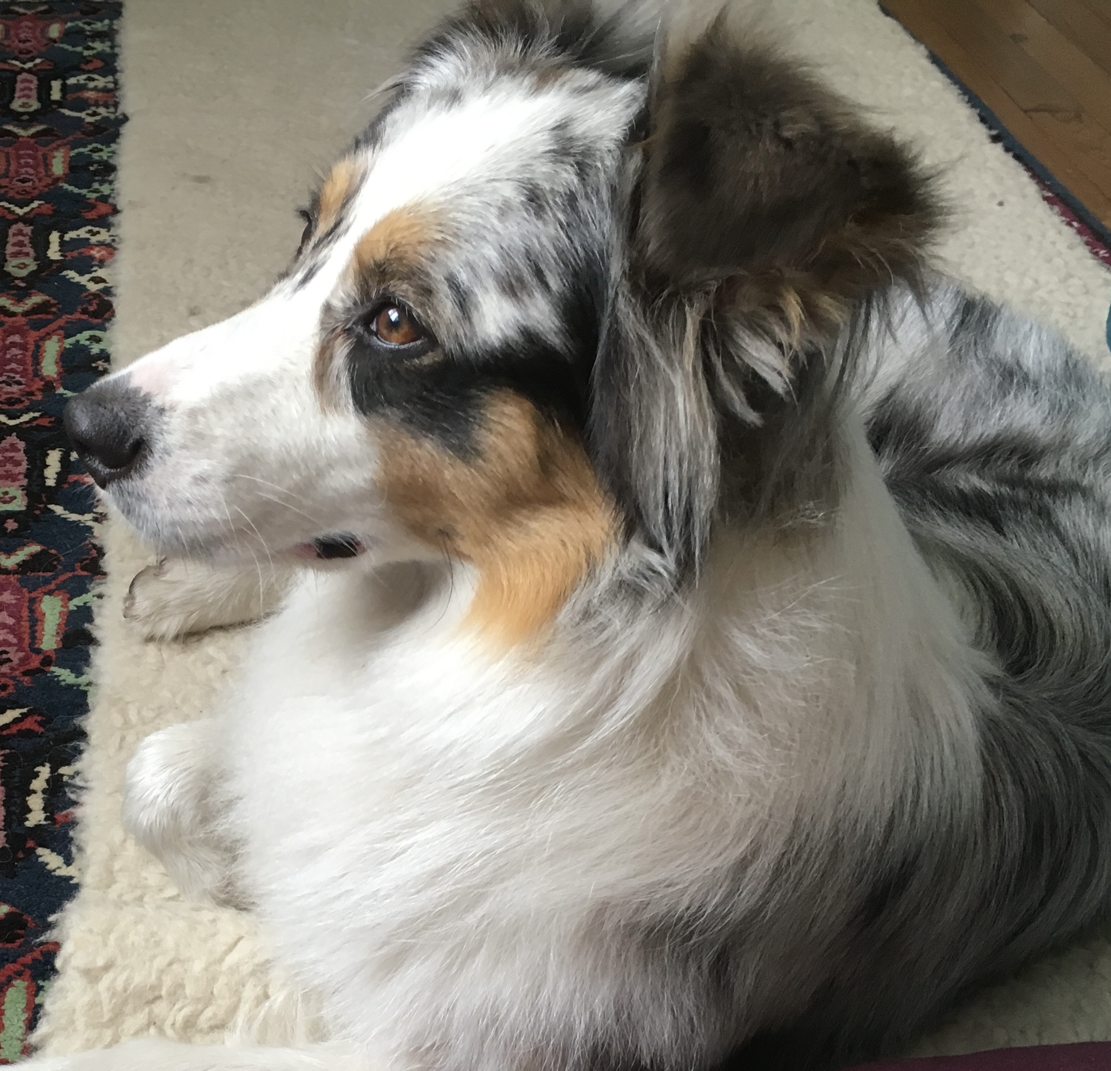 Extrait de mon livre: l'histoire de Java - Dominique Maleyran